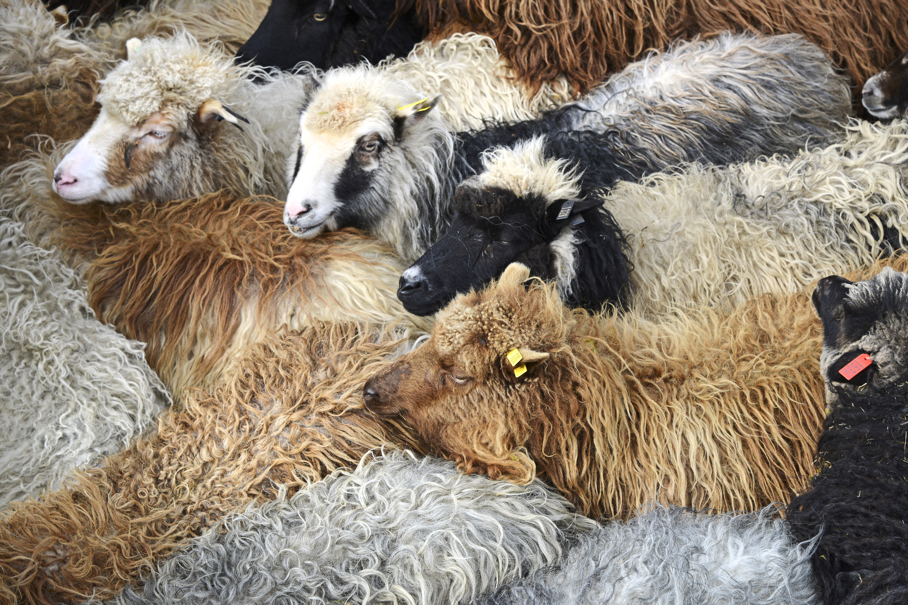 The Faroese sheep - NordGen