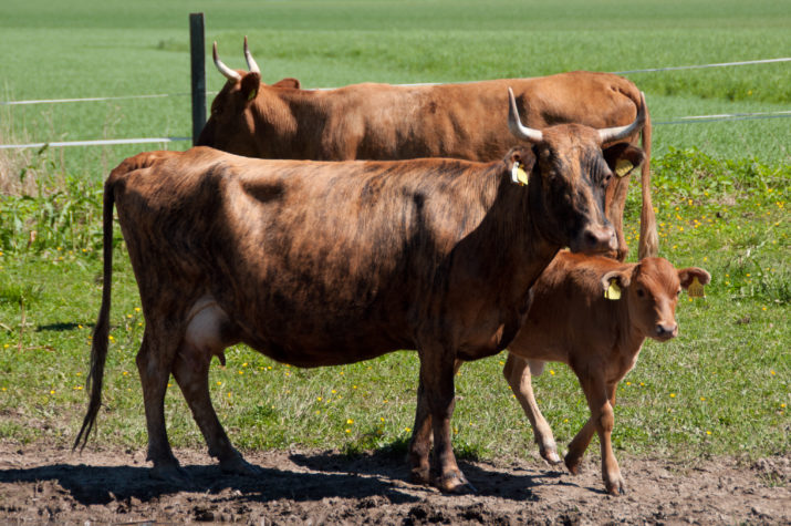 Dola Cattle - NordGen