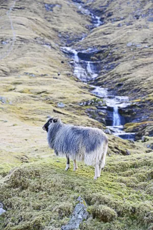 The Faroese sheep - NordGen