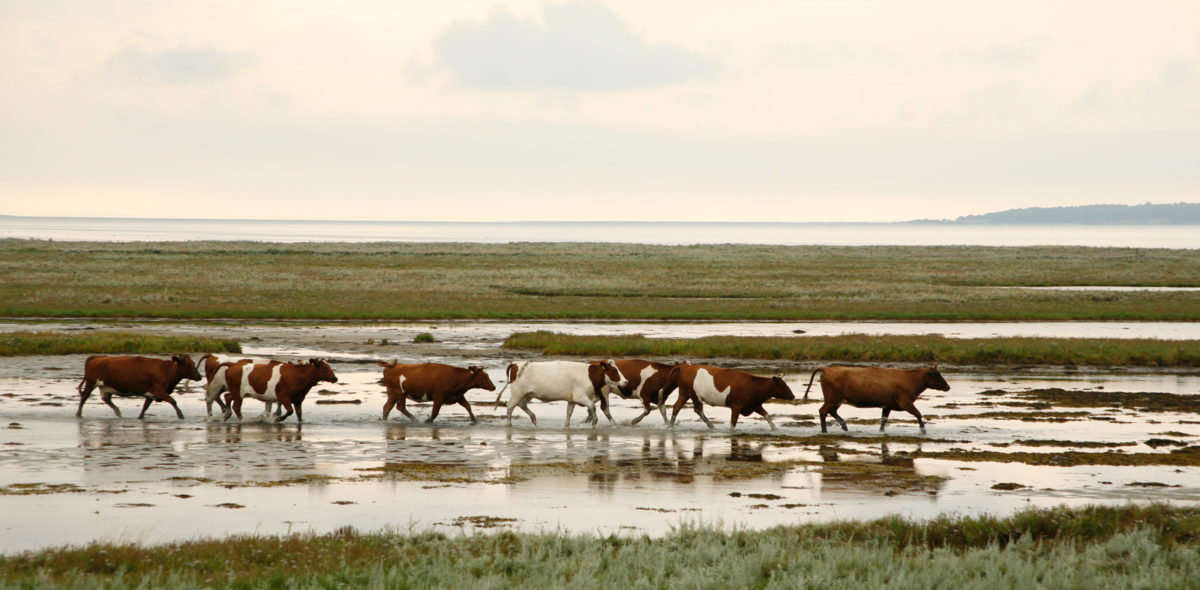 Agersoe Cattle - NordGen