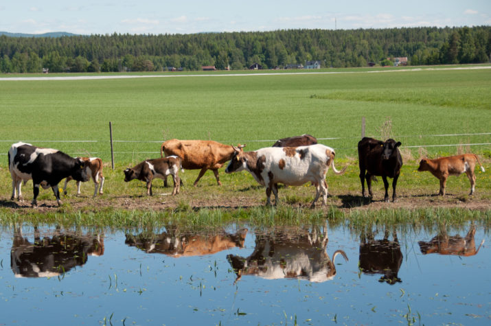 Dola Cattle - NordGen